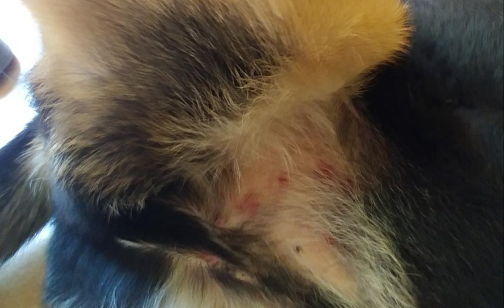 Hello My Dog Has These Red Spots Around The Groin Area And Arm Pits I hello-my-dog-has-these-red-spots-around-the-groin-area-and-arm-pits-i