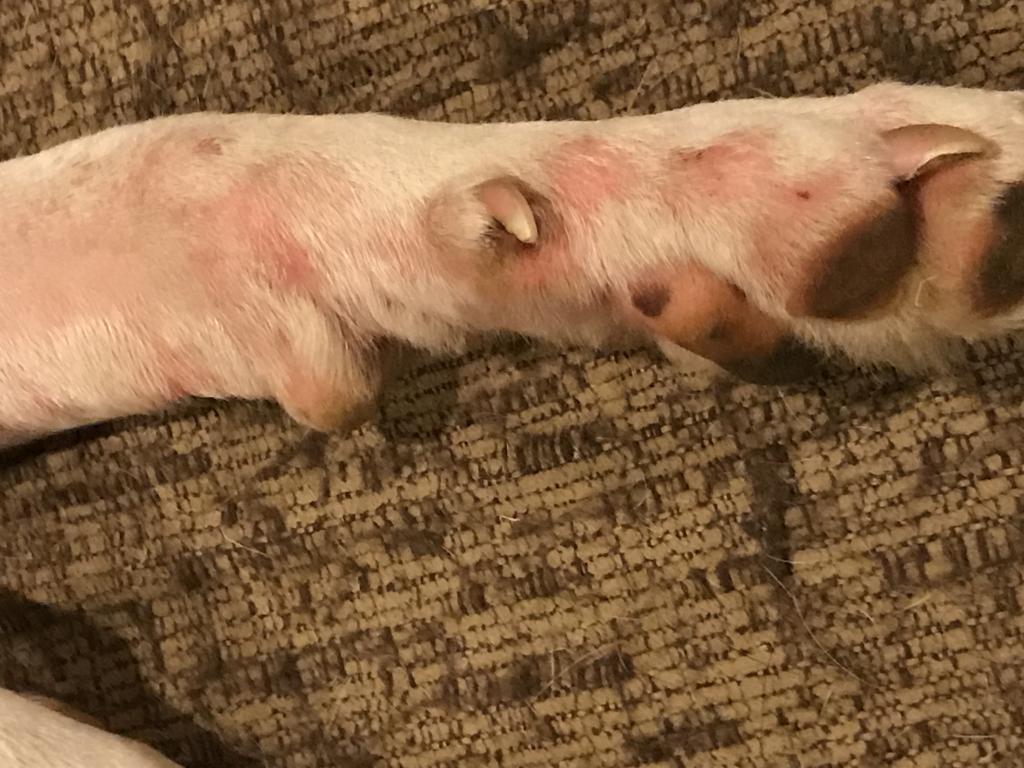 My Dog Has Red Spots On His Stomach And Legs What Is A Home Remedy I my-dog-has-red-spots-on-his-stomach-and-legs-what-is-a-home-remedy-i