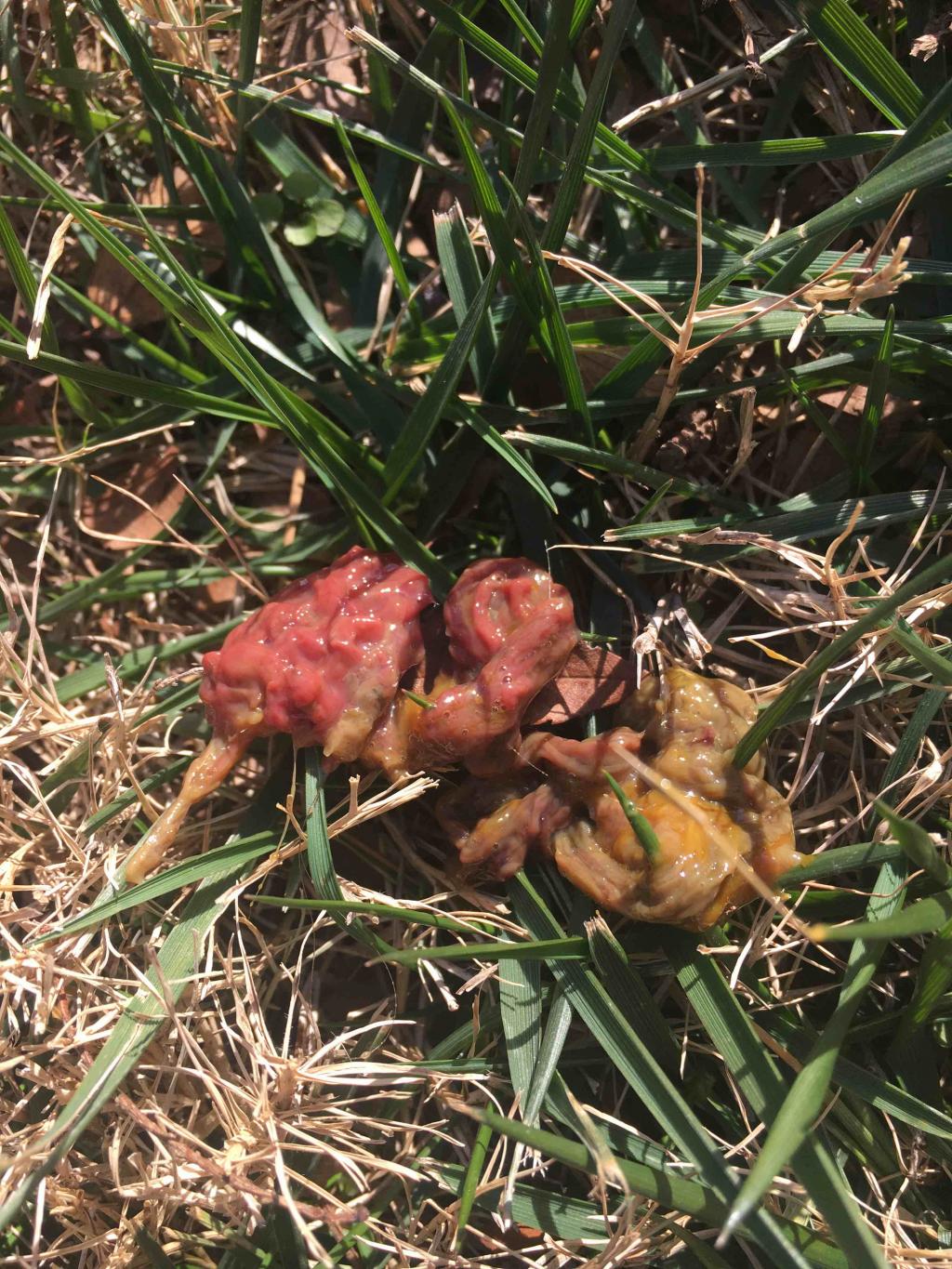 What Does It Mean When Your Dogs Poop Is Slimy