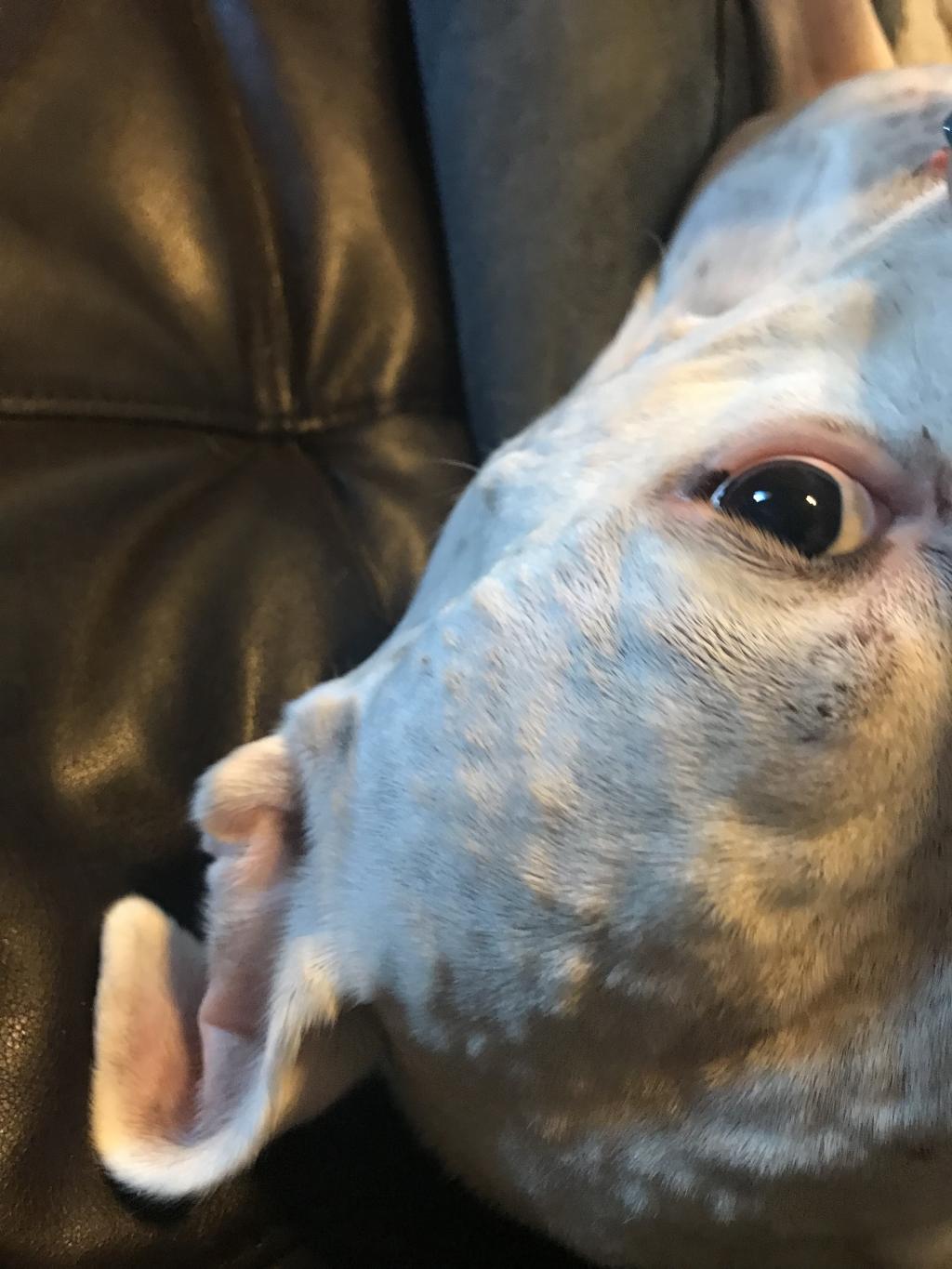 Two Days Ago My Dog Suddenly Has Bumps All Over Her Head And Sides Of two-days-ago-my-dog-suddenly-has-bumps-all-over-her-head-and-sides-of