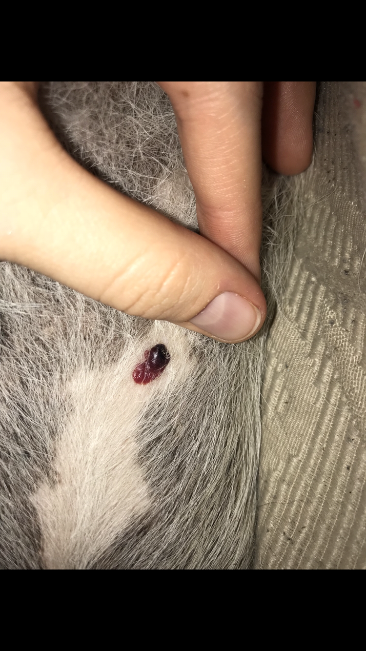 My Dog Has A Red Lump On His Belly Which Is Growing The Lump Used To my-dog-has-a-red-lump-on-his-belly-which-is-growing-the-lump-used-to