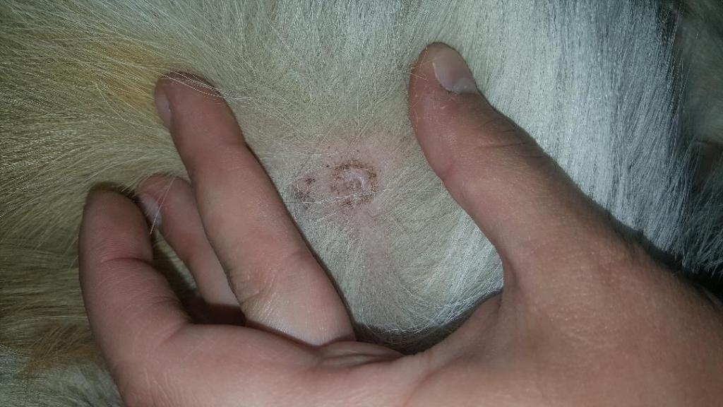 We Pulled A Tick Off Her 2 Days Ago And Now Its Has A Red Ring Around