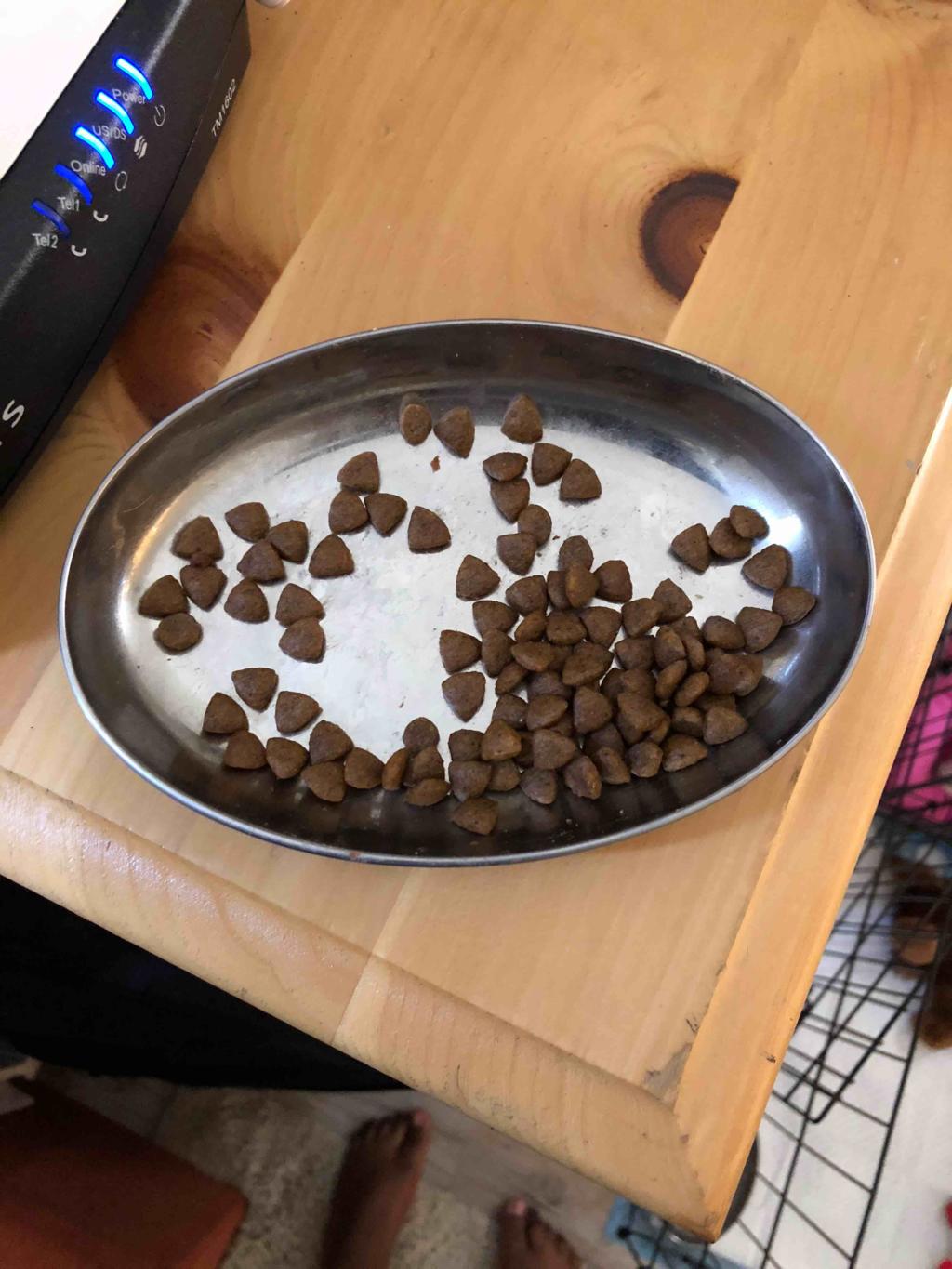 How Much Should A 3 Month Old Puppy Eat how-much-should-a-3-month-old-puppy-eat