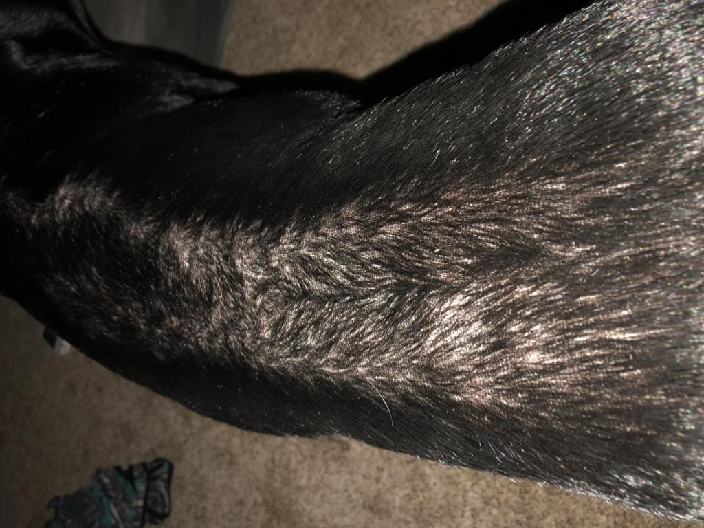 Why Is My Dog Losing Hair Allergies PetCoach