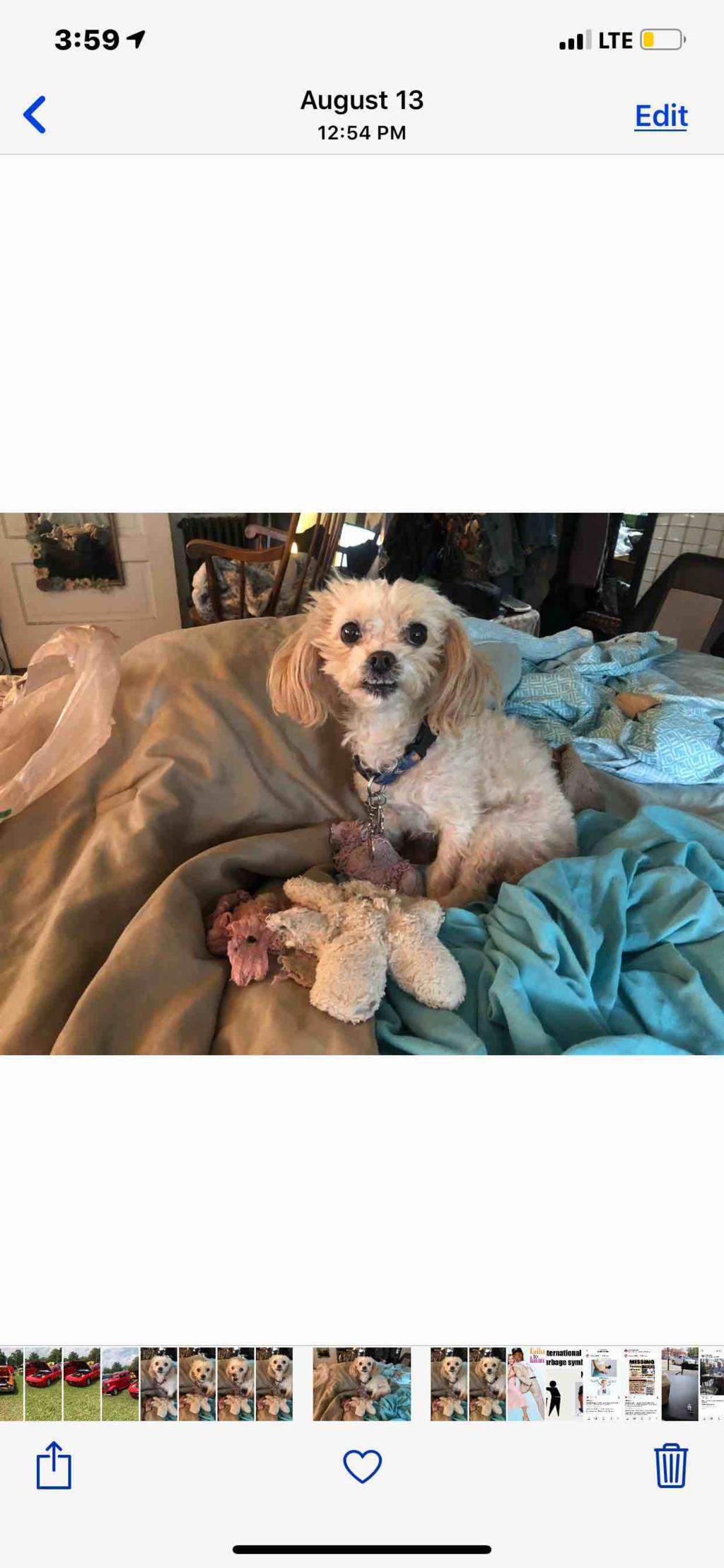 I Tested Positive For The Parvovirus In My Lab Work I ve Had Animals All My Life And I Am Not i-tested-positive-for-the-parvovirus-in-my-lab-work-i-ve-had-animals-all-my-life-and-i-am-not