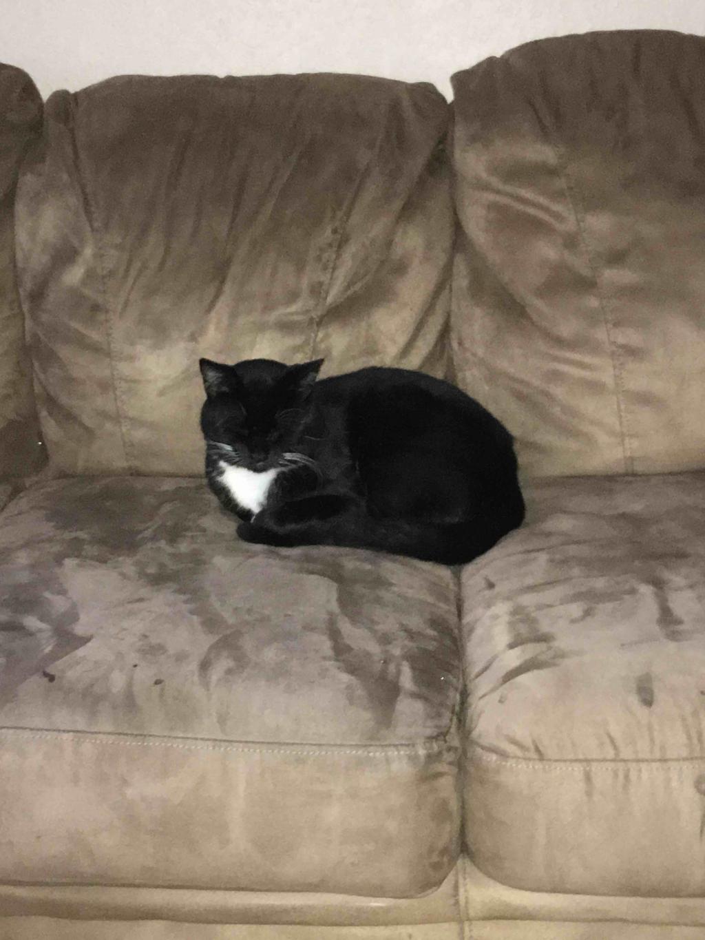 How Do I Figure Out My Cats Age PetCoach how-do-i-figure-out-my-cats-age-petcoach