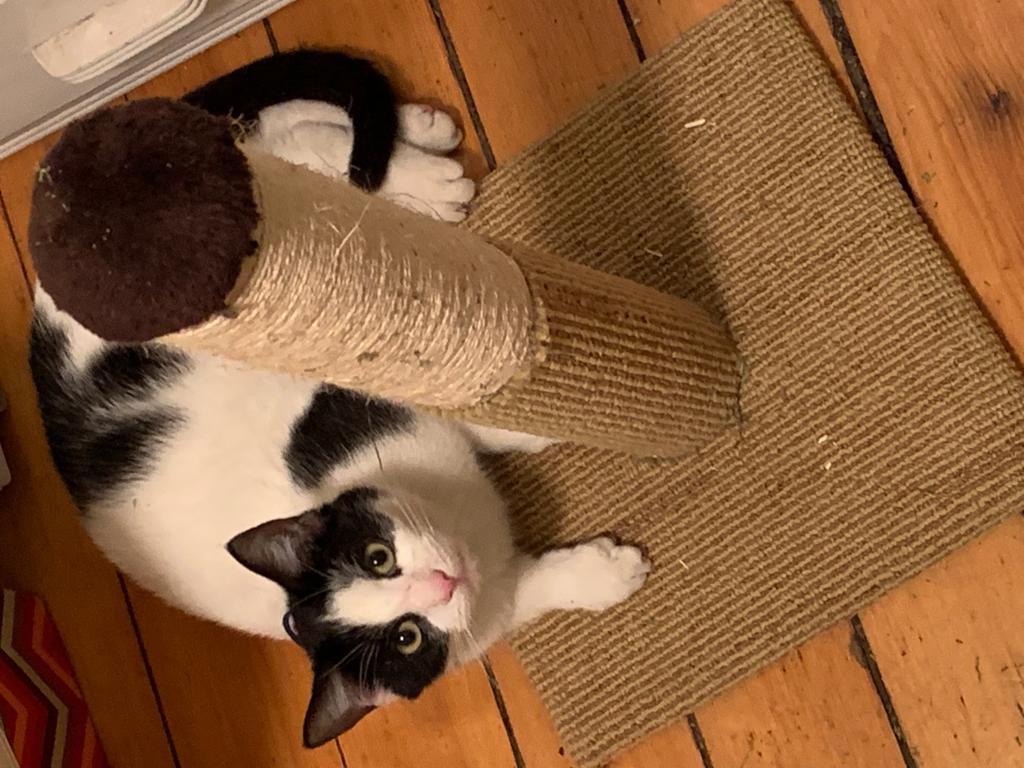 How Much Should A Year Old Cat Weigh How Much Should A Cat Weigh Cat how-much-should-a-year-old-cat-weigh-how-much-should-a-cat-weigh-cat