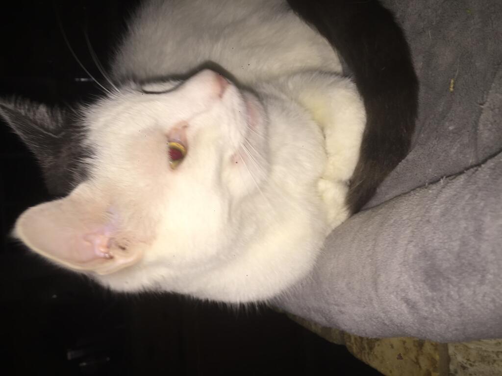 My Male Cat Lucky Came In Late His Lower Jaw Is Swollen He s Actually my-male-cat-lucky-came-in-late-his-lower-jaw-is-swollen-he-s-actually