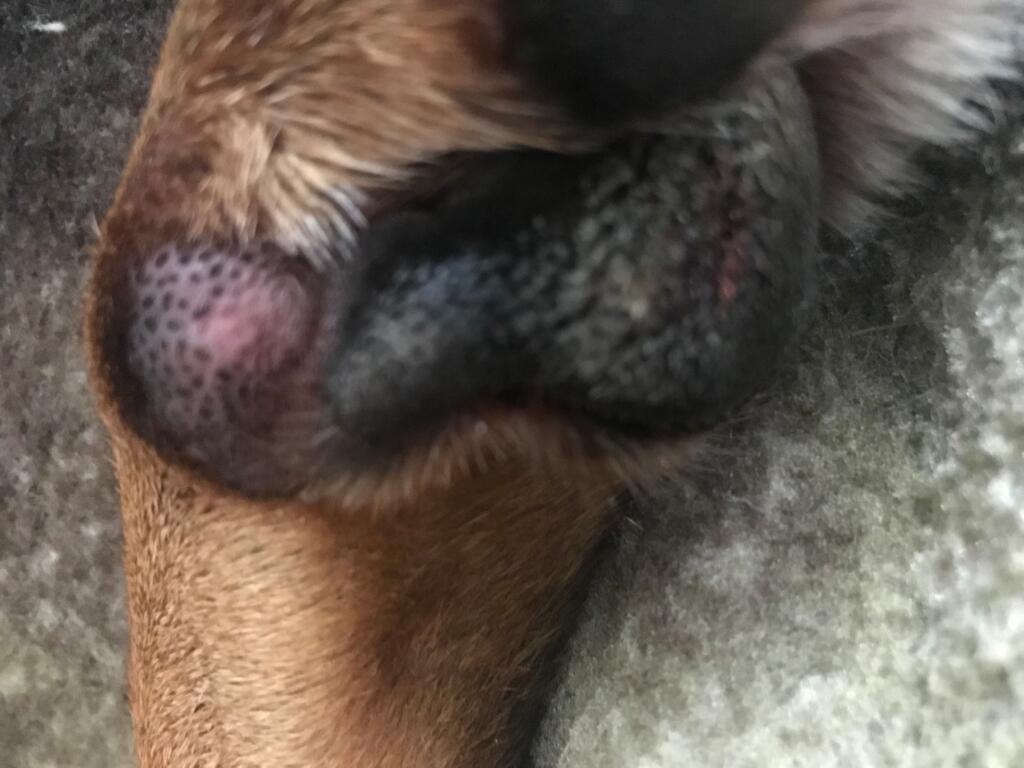 For Years My Dog Has Licked The Pads Of Her Paws Raw This Year It Has for-years-my-dog-has-licked-the-pads-of-her-paws-raw-this-year-it-has