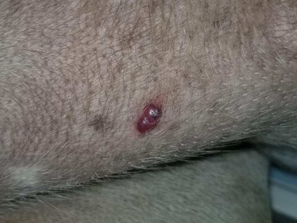 My Dog Has A Red Bump On Her Belly What Could This Be She Seems Fine my-dog-has-a-red-bump-on-her-belly-what-could-this-be-she-seems-fine
