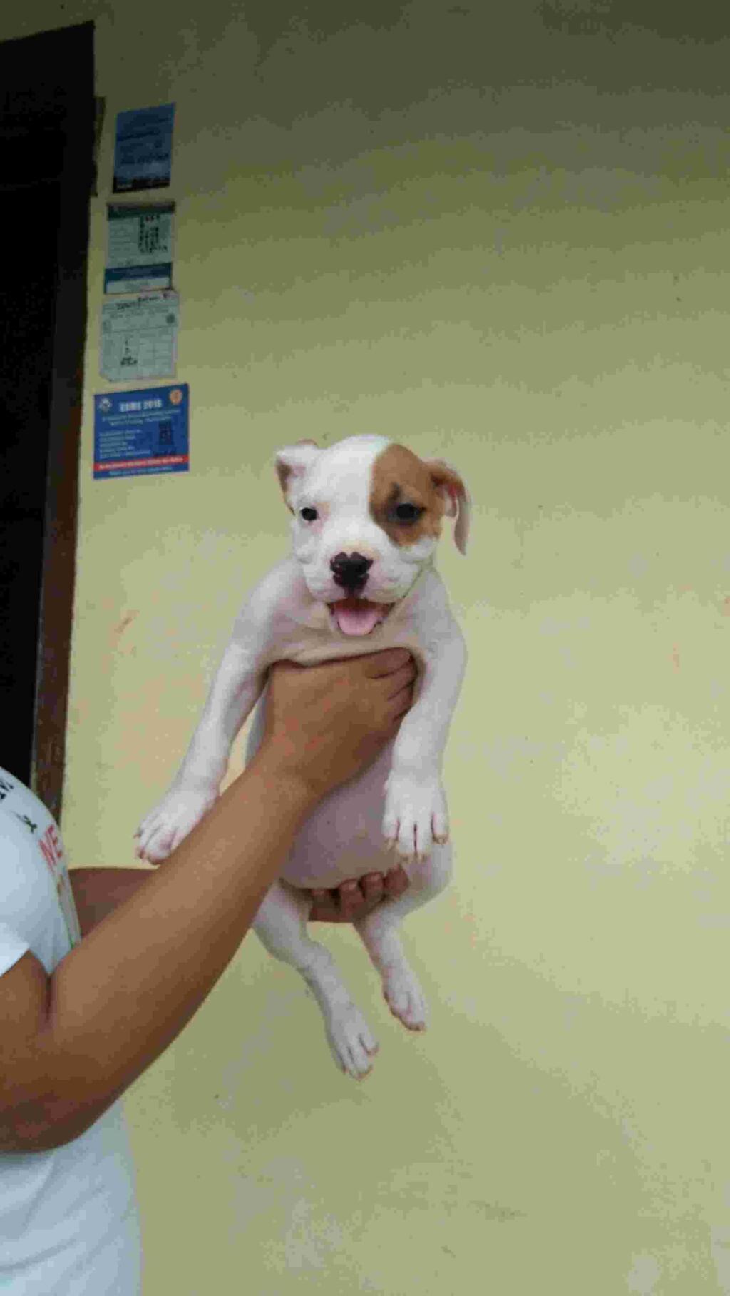 Hi My Two Month Old Puppy Has A Loose Poop She Had A Solid Poop Once In A While But Most Of hi-my-two-month-old-puppy-has-a-loose-poop-she-had-a-solid-poop-once-in-a-while-but-most-of