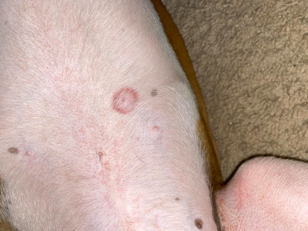 My Puppy Has This Red Ring On His Stomach It Was Bright Red Yesterday