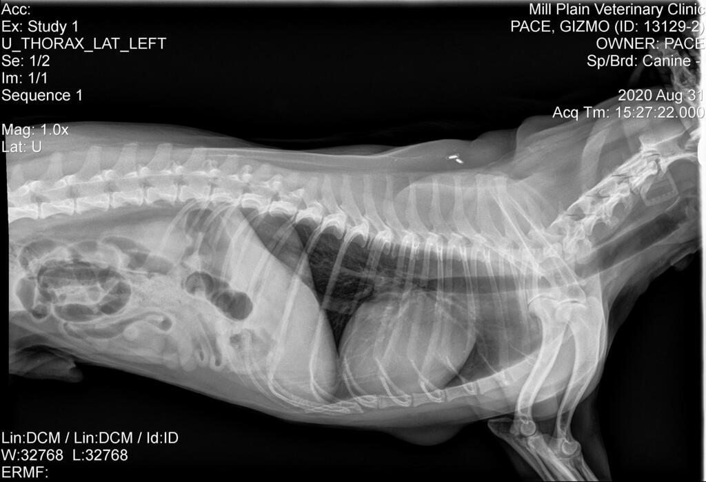 A Dog I m Considering Adopting Has A Grade IV To V Heart Murmur That