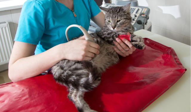 Inflammatory Bowel Disease In Cats PetCoach